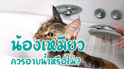 น้องเหมียว ควรอาบน้ำหรือไม่? - PAWOOF